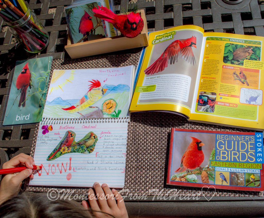 Birds Nature Journaling Kids | Montessori From The Heart