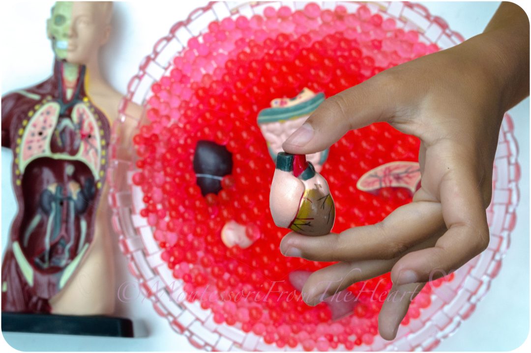 Human Body Unit Study Montessori From The Heart