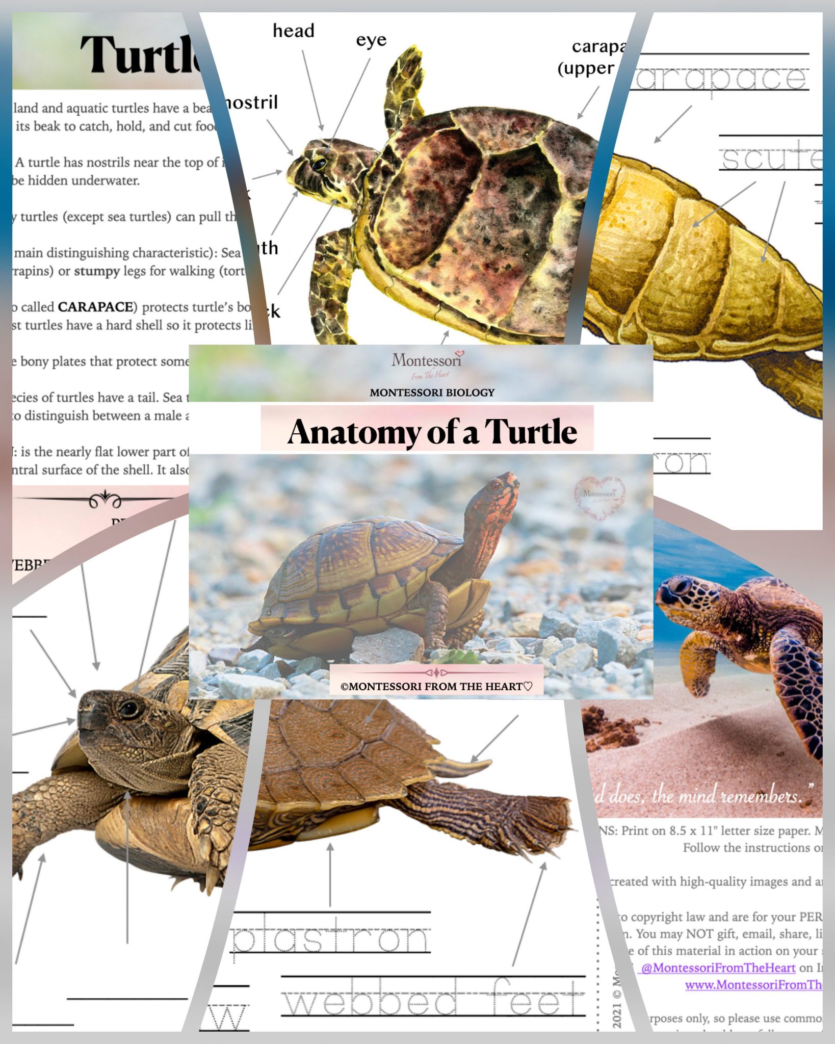 Turtle Anatomy Montessori Biology Montessori From The Heart